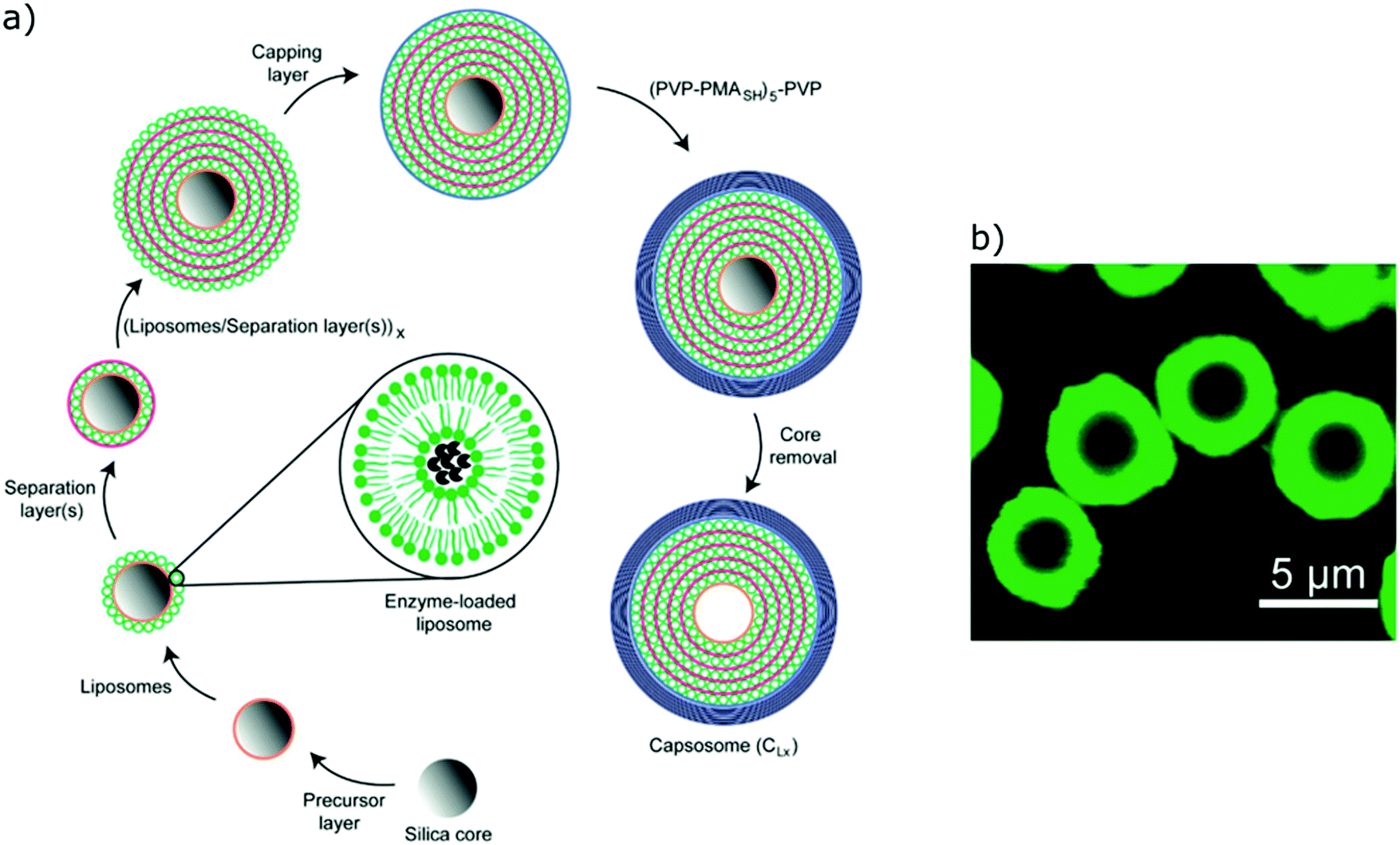 Liposomes and polymersomes: a comparative review towards cell mimicking ...
