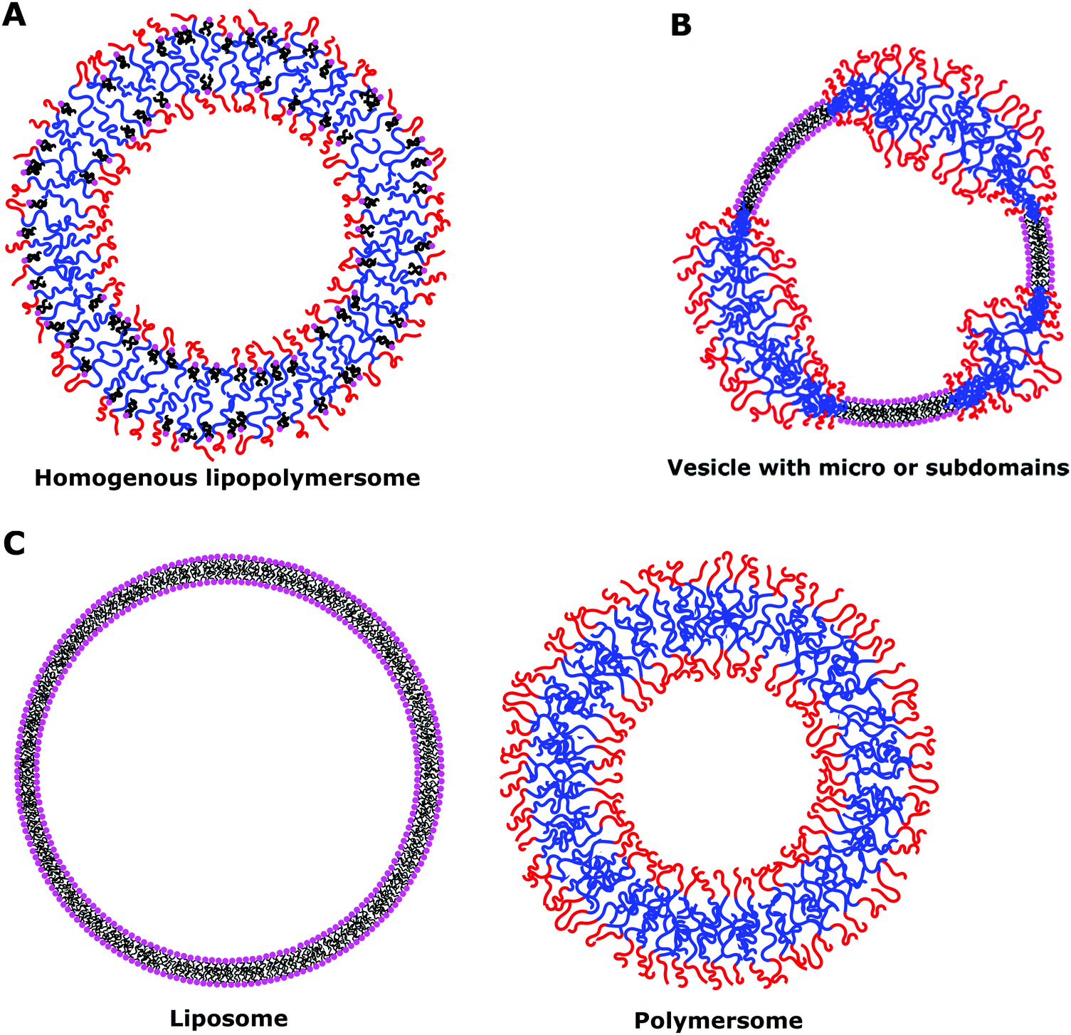 Liposomes and polymersomes: a comparative review towards cell mimicking ...