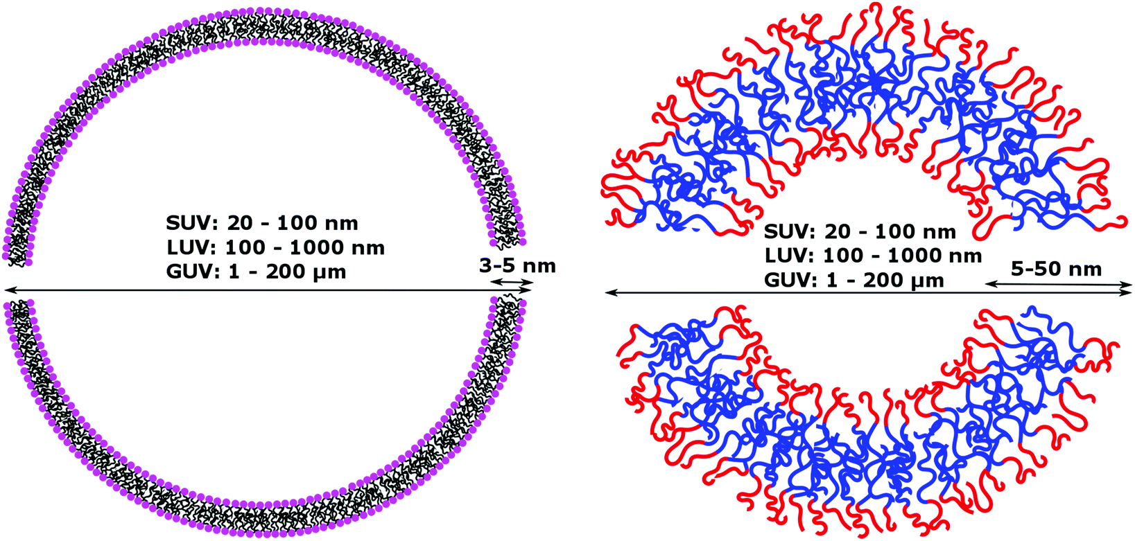 Liposomes and polymersomes: a comparative review towards cell mimicking ...