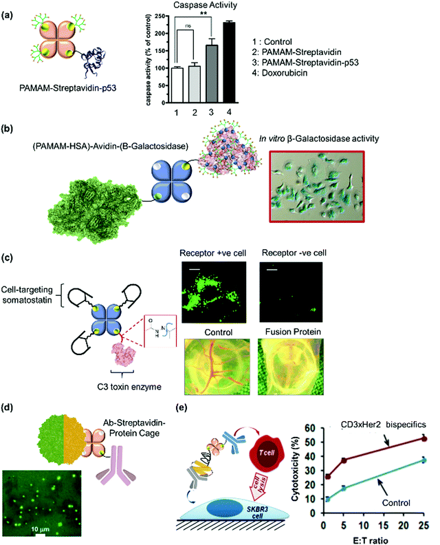 Functional protein nanostructures: a chemical toolbox - Chemical ...