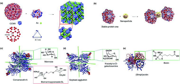Functional protein nanostructures: a chemical toolbox - Chemical ...