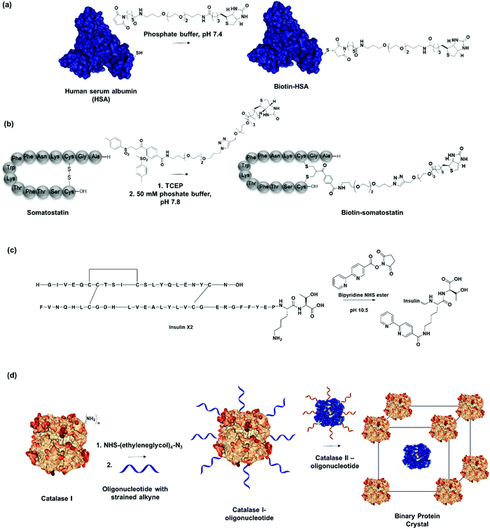 Functional protein nanostructures: a chemical toolbox - Chemical ...