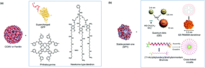 Functional protein nanostructures: a chemical toolbox - Chemical ...
