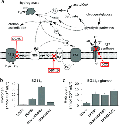 Generation of a functional, semisynthetic [FeFe]-hydrogenase in a ...