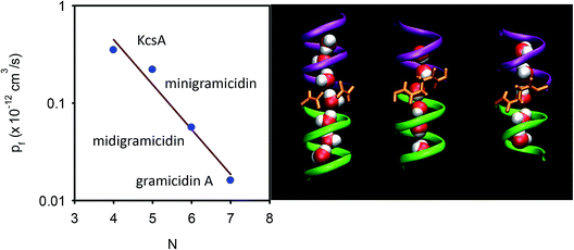 Single-file transport of water through membrane channels - Faraday ...
