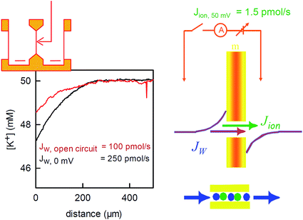 Single-file transport of water through membrane channels - Faraday ...