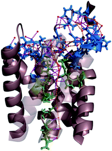 Single-file transport of water through membrane channels - Faraday ...