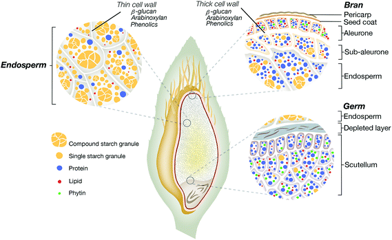 Processing of oat: the impact on oat's cholesterol lowering effect ...