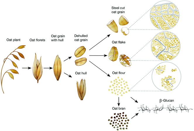 Processing of oat: the impact on oat's cholesterol lowering effect ...