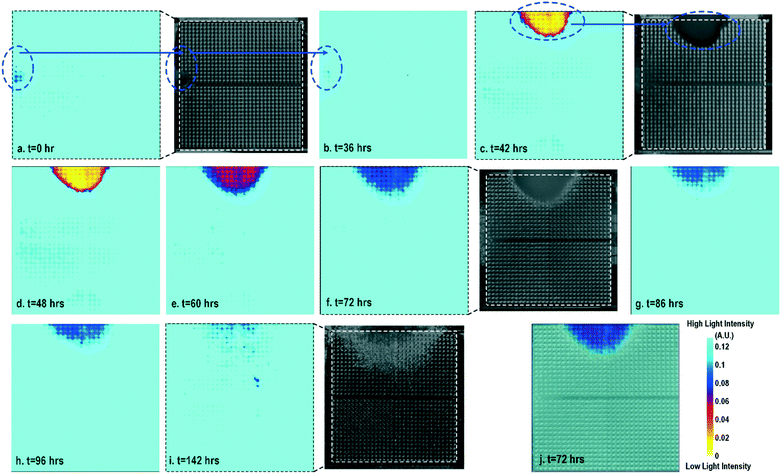 Multi-parametric cell profiling with a CMOS quad-modality cellular ...