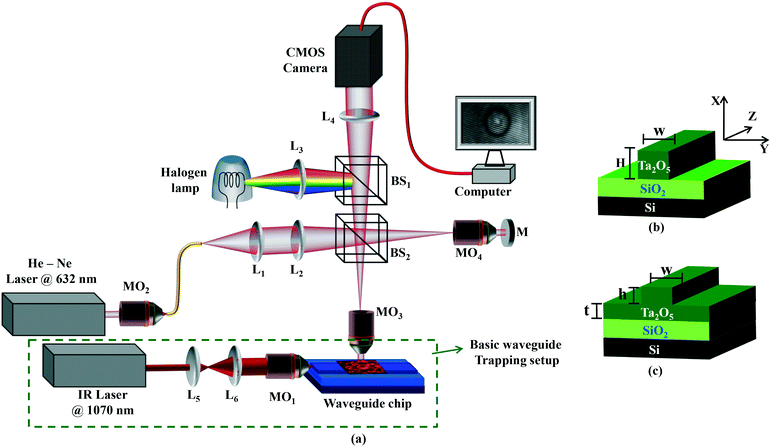Quantitative phase microscopy of red blood cells during planar trapping and propulsion - Lab on ...