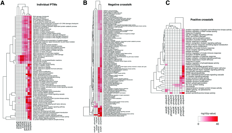 PTMscape: an open source tool to predict generic post-translational ...