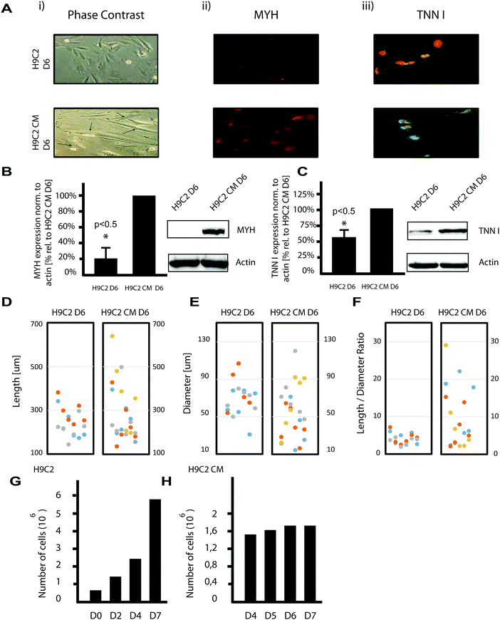 Quantitative proteomics and systems analysis of cultured H9C2 ...