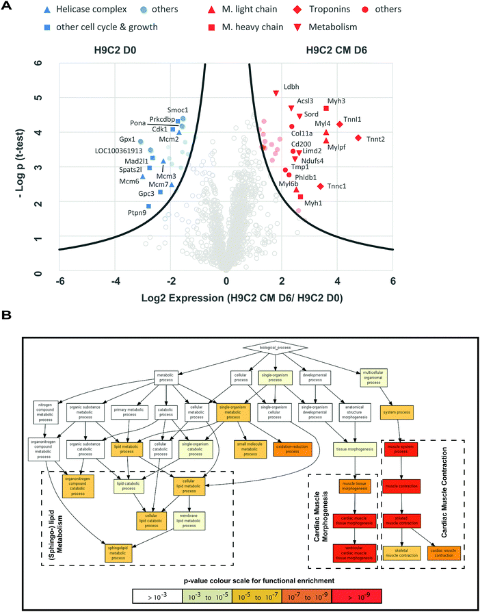 Quantitative proteomics and systems analysis of cultured H9C2 ...