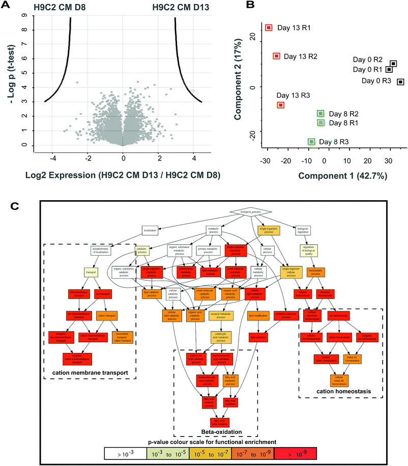 Quantitative proteomics and systems analysis of cultured H9C2 ...
