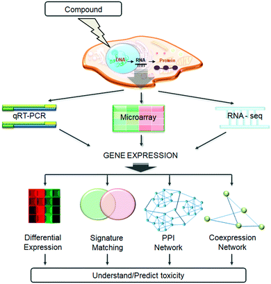 Developments in toxicogenomics: understanding and predicting compound ...