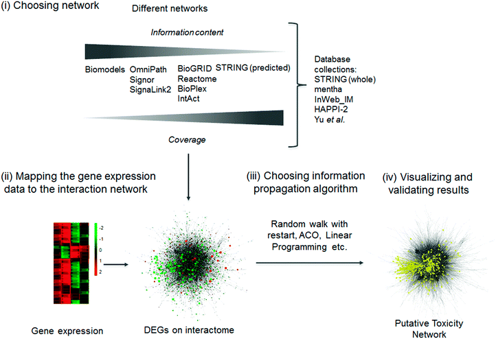 Developments in toxicogenomics: understanding and predicting compound ...