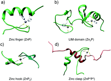 Interdependence of free zinc changes and protein complex assembly ...