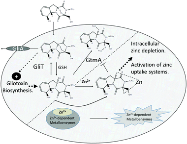 Systems impact of zinc chelation by the epipolythiodioxopiperazine ...