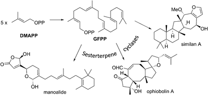 A new family of sesterterpenoids isolated around the Pacific Rim ...