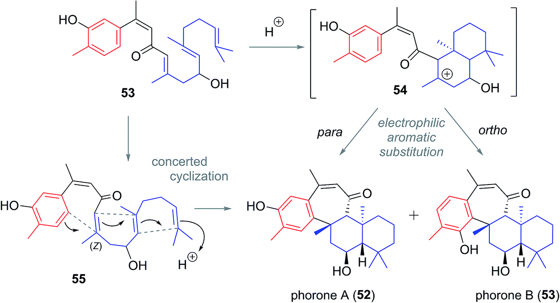 A new family of sesterterpenoids isolated around the Pacific Rim ...