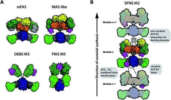 Engineering strategies for rational polyketide synthase design ...