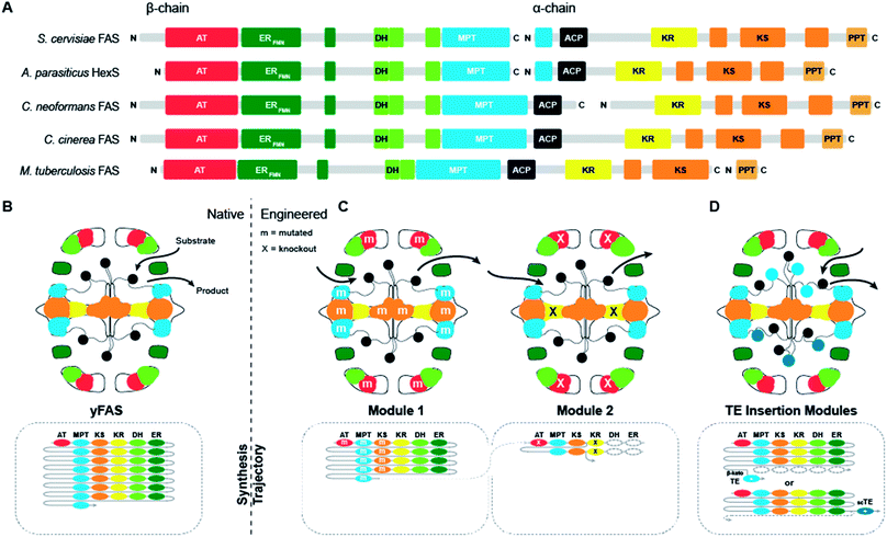 The architectures of iterative type I PKS and FAS - Natural Product ...