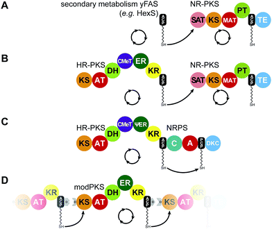 The architectures of iterative type I PKS and FAS - Natural Product ...