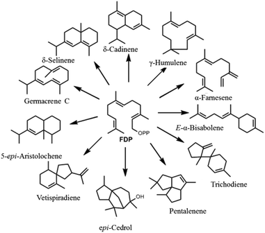 Enhanced structural diversity in terpenoid biosynthesis: enzymes ...