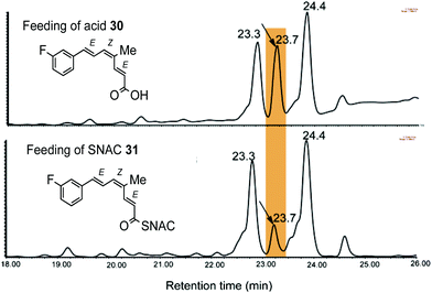 Investigations into the biosynthesis of the antifungal strobilurins ...