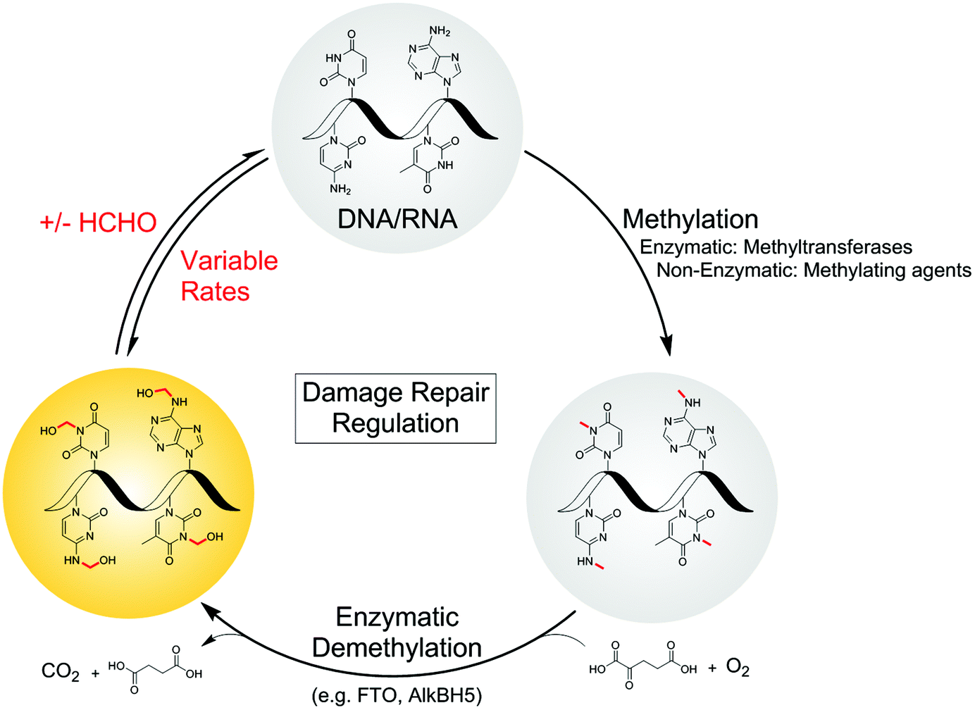 NMR analyses on N -hydroxymethylated nucleobases – implications for ...