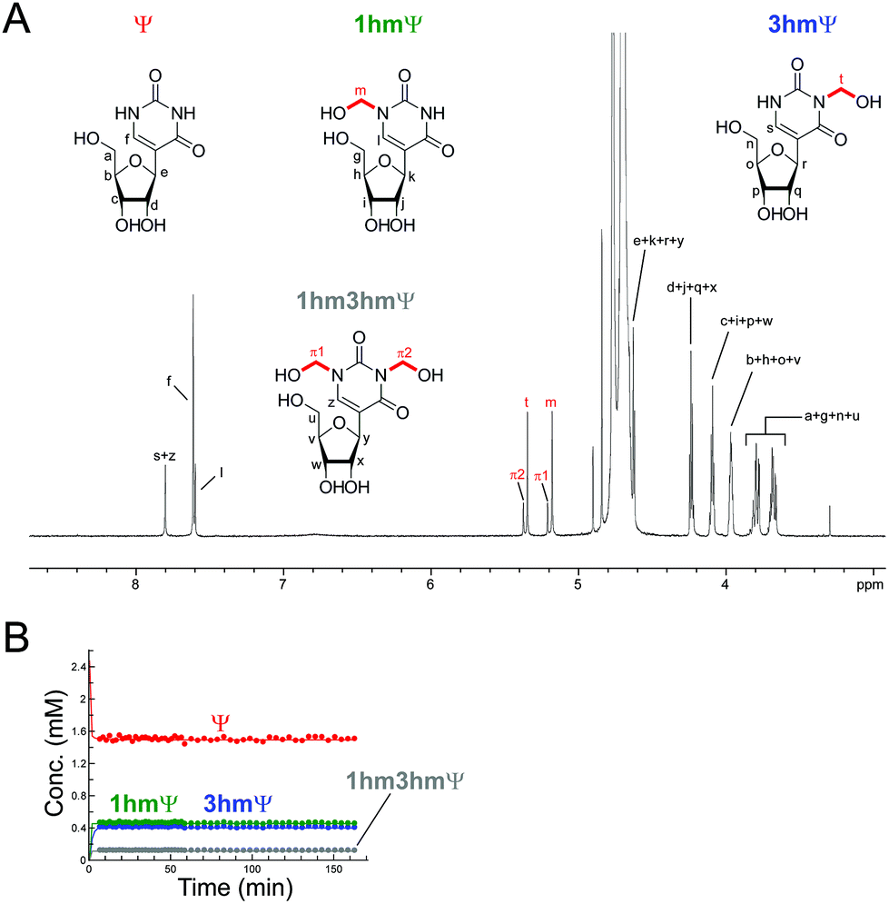 NMR analyses on N -hydroxymethylated nucleobases – implications for ...