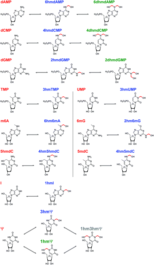 NMR analyses on N -hydroxymethylated nucleobases – implications for ...