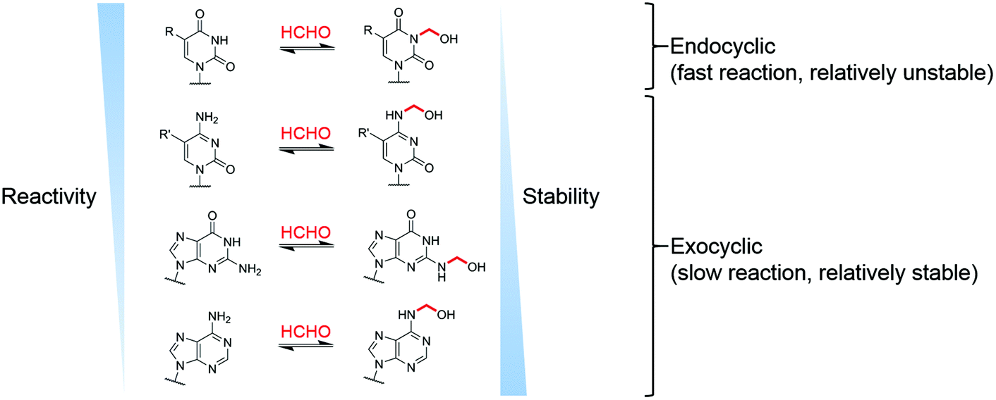 NMR analyses on N -hydroxymethylated nucleobases – implications for ...