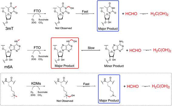 NMR analyses on N -hydroxymethylated nucleobases – implications for ...