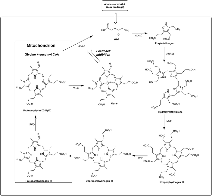 Chemical approaches for the enhancement of 5-aminolevulinic acid-based ...