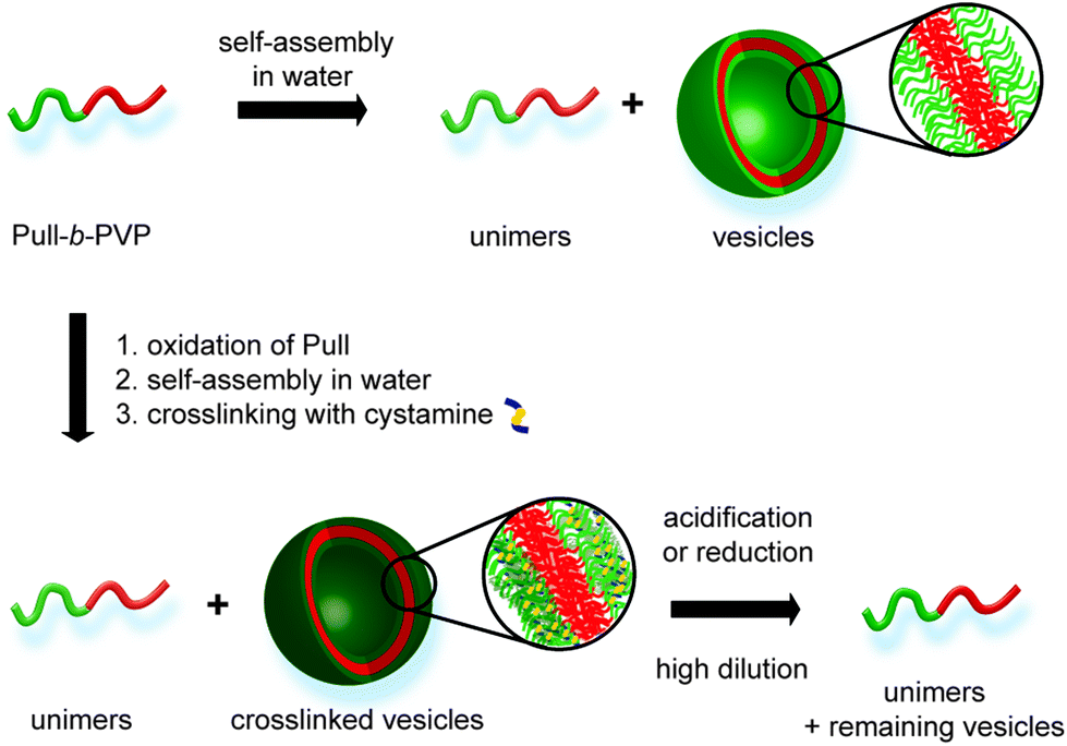 Pure hydrophilic block copolymer vesicles with redox- and pH-cleavable ...
