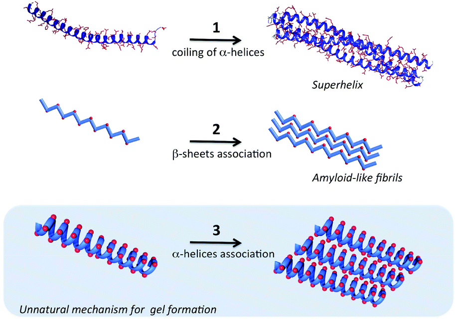 Common Structure Of Polypeptide Download Scientific Diagram