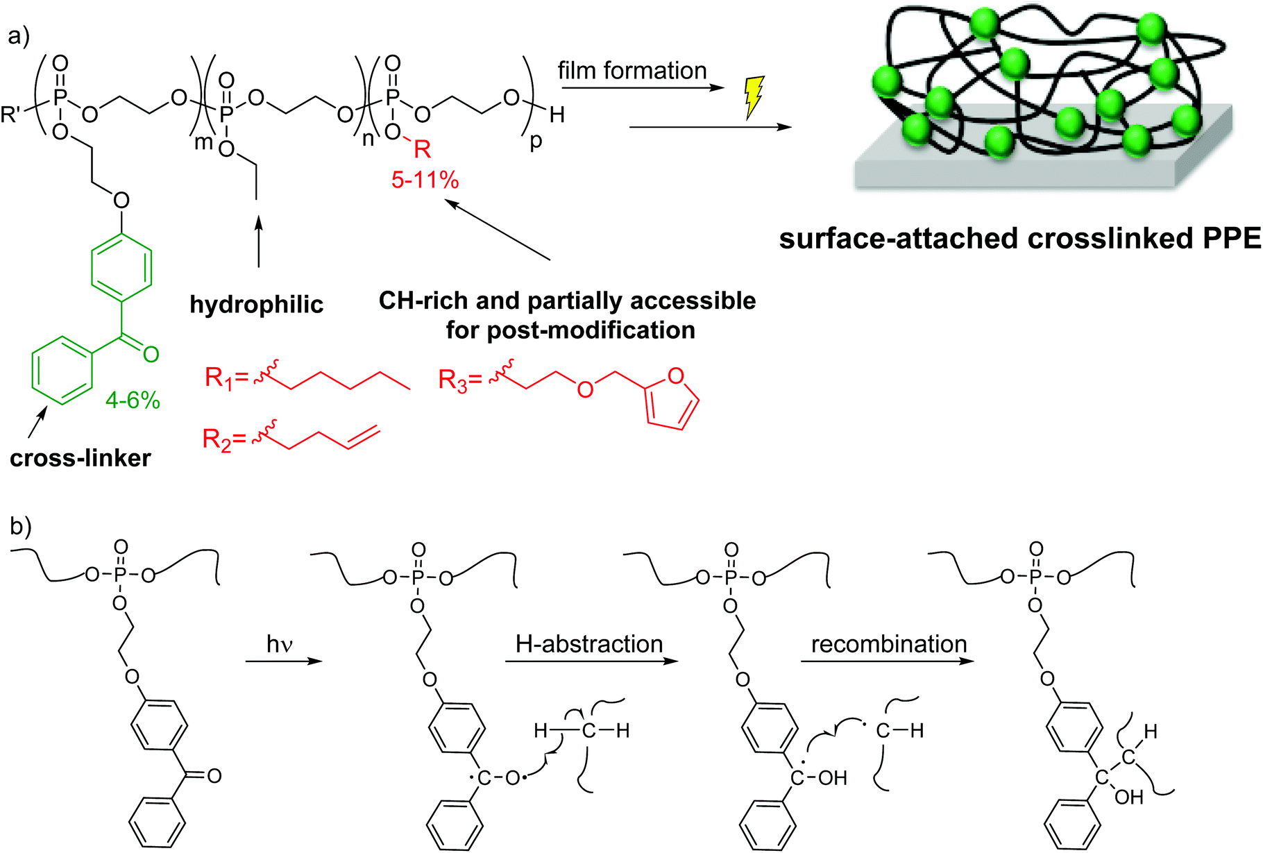 Surface-attached poly(phosphoester)-hydrogels with benzophenone groups ...
