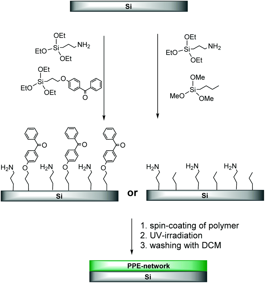 Surface-attached poly(phosphoester)-hydrogels with benzophenone groups ...