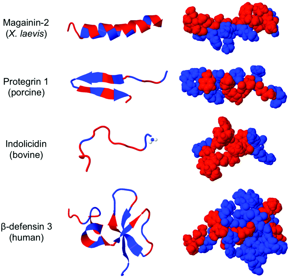 Biomimetic antimicrobial polymers: recent advances in molecular design ...