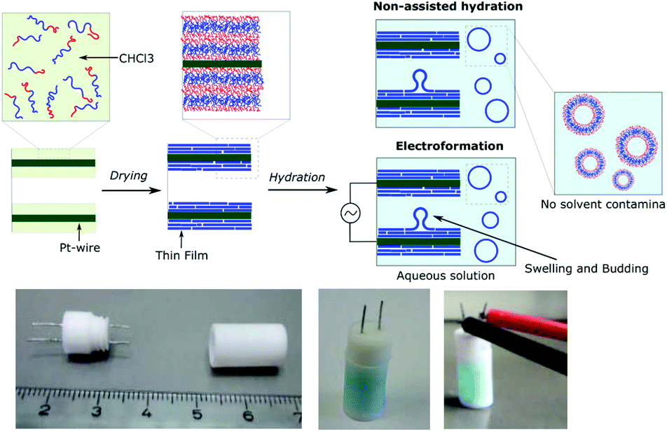 Giant polymersomes from non-assisted film hydration of phosphate-based ...