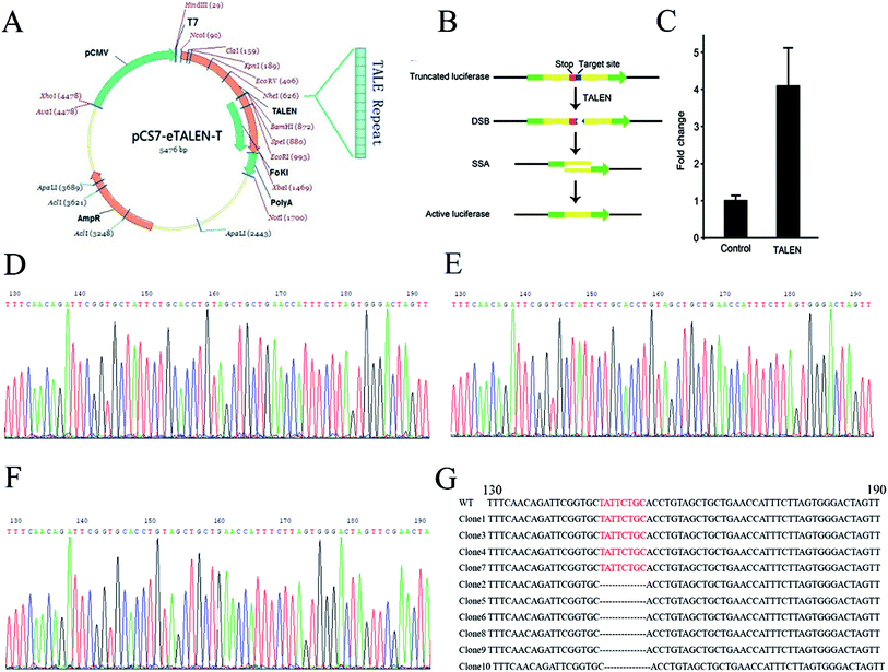 Generation of an oxoglutarate dehydrogenase knockout rat model and the ...