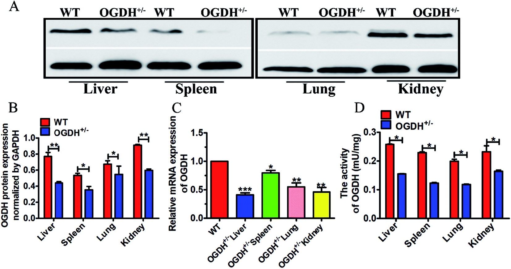 Generation of an oxoglutarate dehydrogenase knockout rat model and the ...