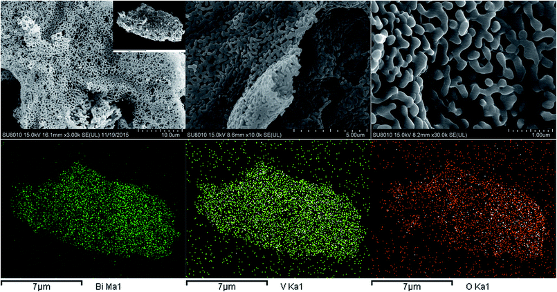 Superior visible light photocatalytic performance of reticular BiVO 4 ...