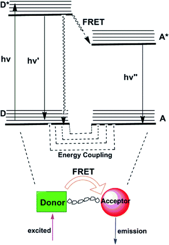 Fluorescent probes for the detection of magnesium ions (Mg 2+ ): from ...