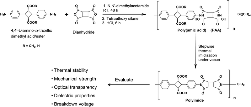 Effects of biopolyimide molecular design on their silica hybrids thermo ...