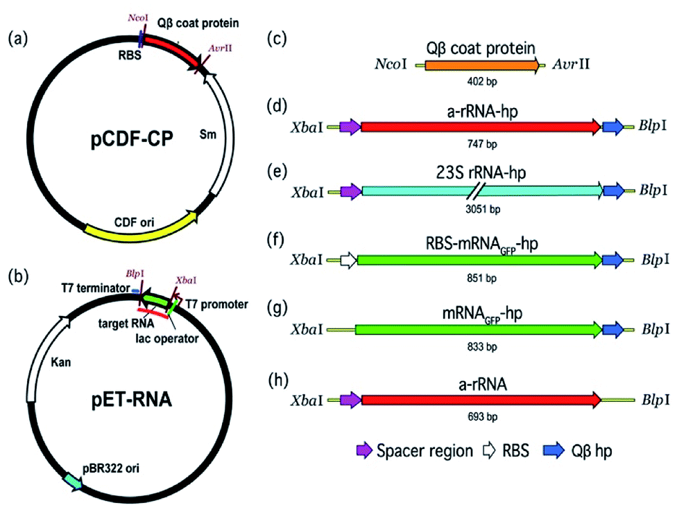 RNA: packaged and protected by VLPs - RSC Advances (RSC Publishing) DOI ...