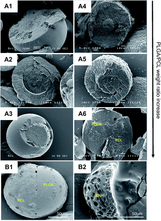 Mechanistic formation of drug-encapsulated Janus particles through ...