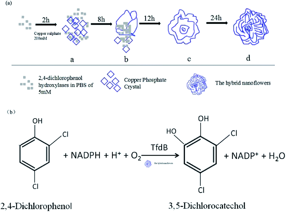 Self-assembled 2,4-dichlorophenol hydroxylase-inorganic hybrid ...
